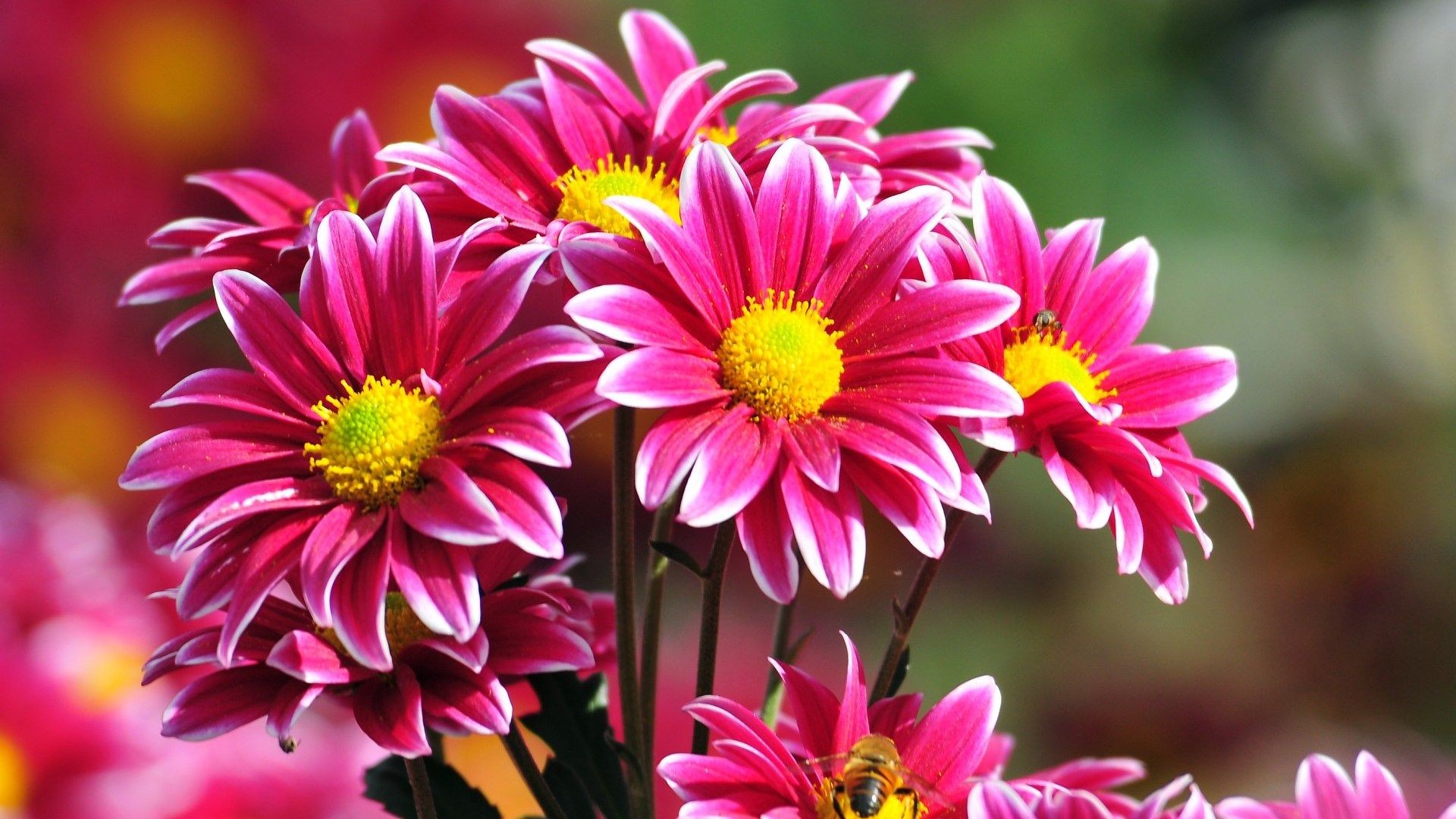 Beautiful Flowers Wallpaper 60 Images 