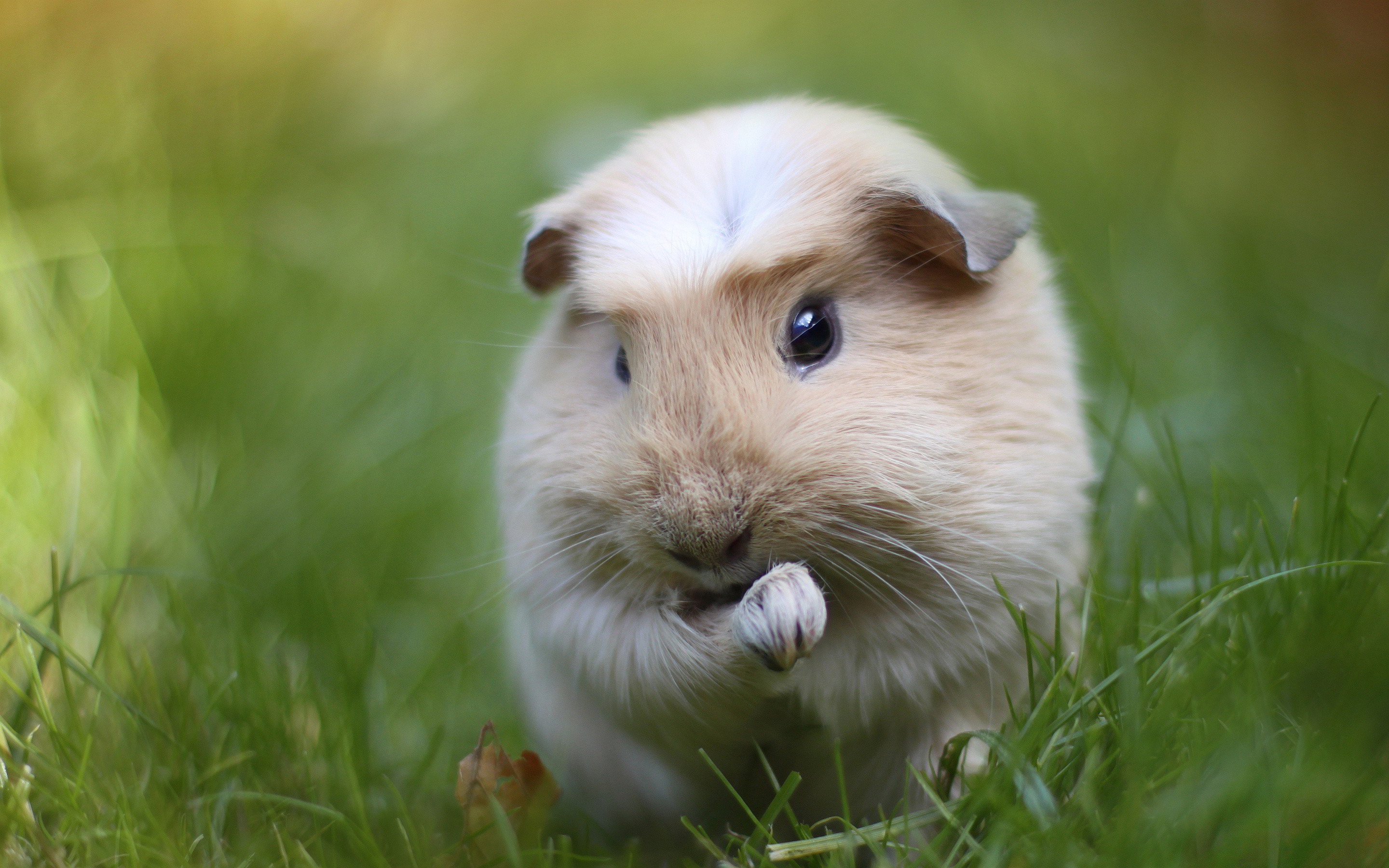 Guinea Pig Wallpaper 64 Images Guinea Pig Wallpaper 64 Images