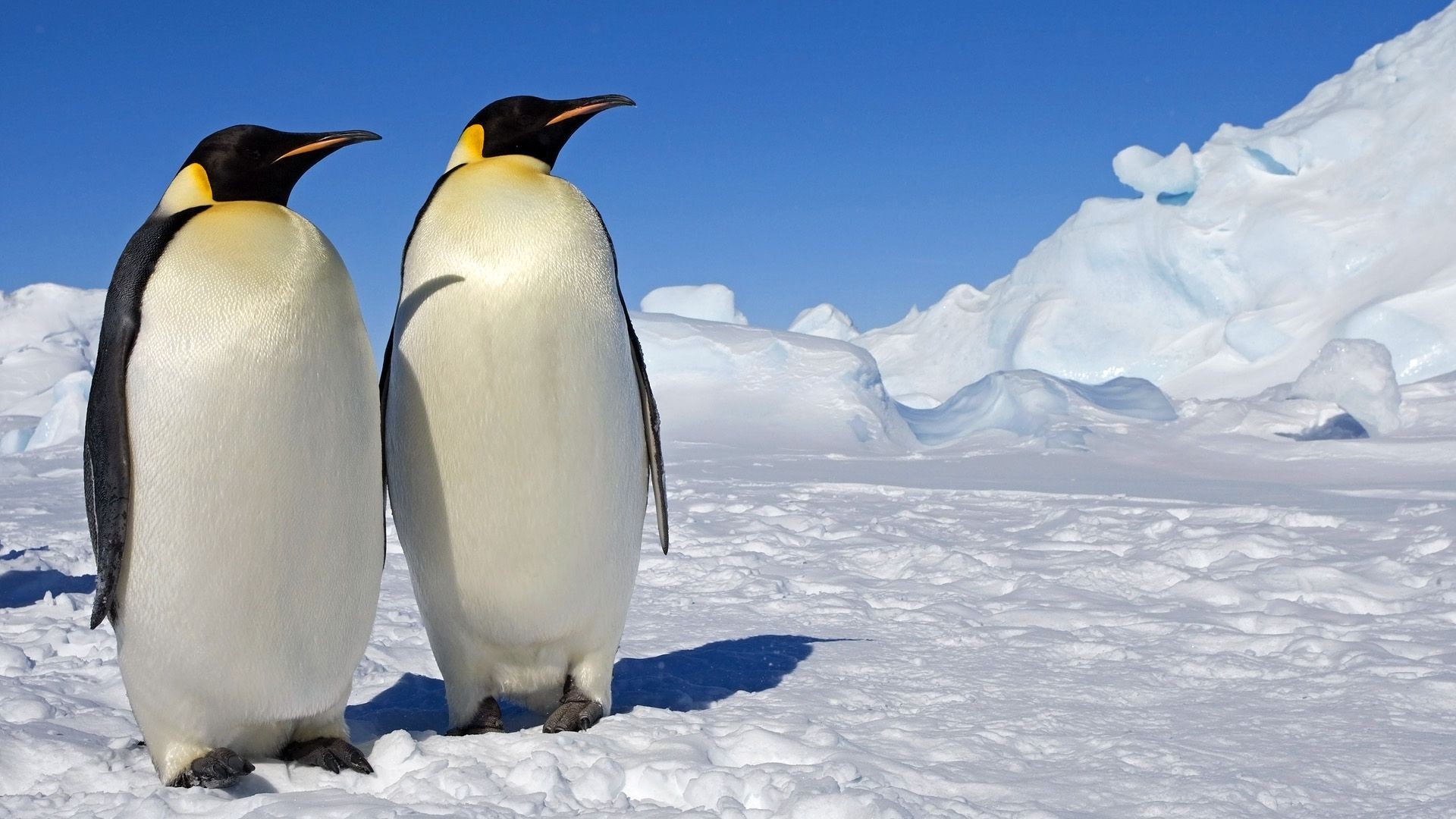 Penguins Desktop Wallpaper 79 Images Penguins Desktop Wallpaper 79 Images