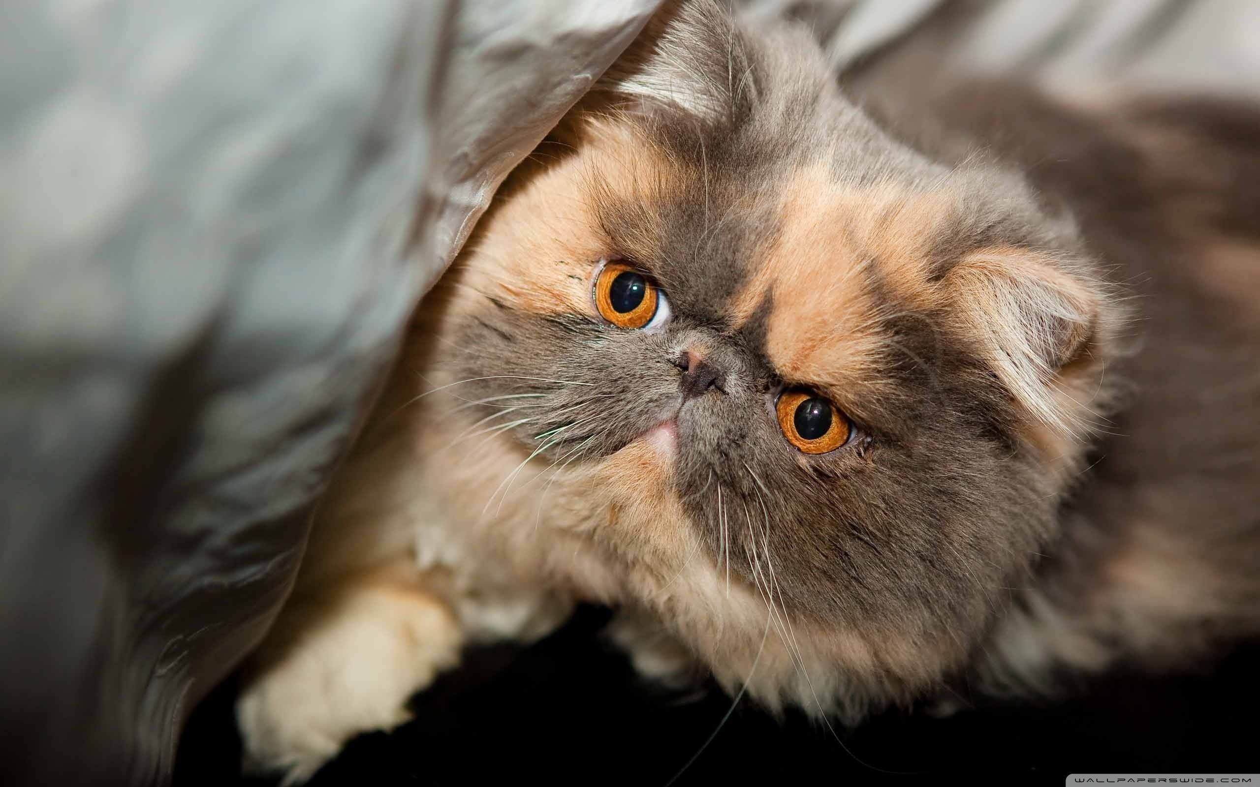 High Definition Cat Wallpaper 62 Images High Definition Cat Wallpaper 62 Images