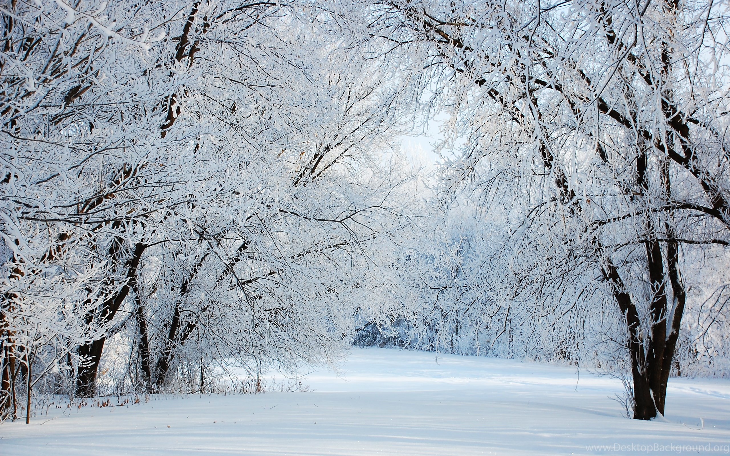 Winter Wonderland Wallpaper 66 Images 
