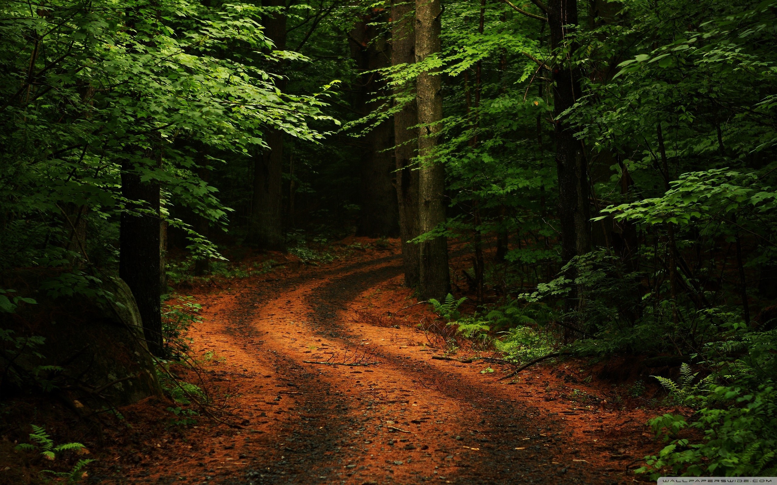 Forest Path Wallpaper 55 Images 