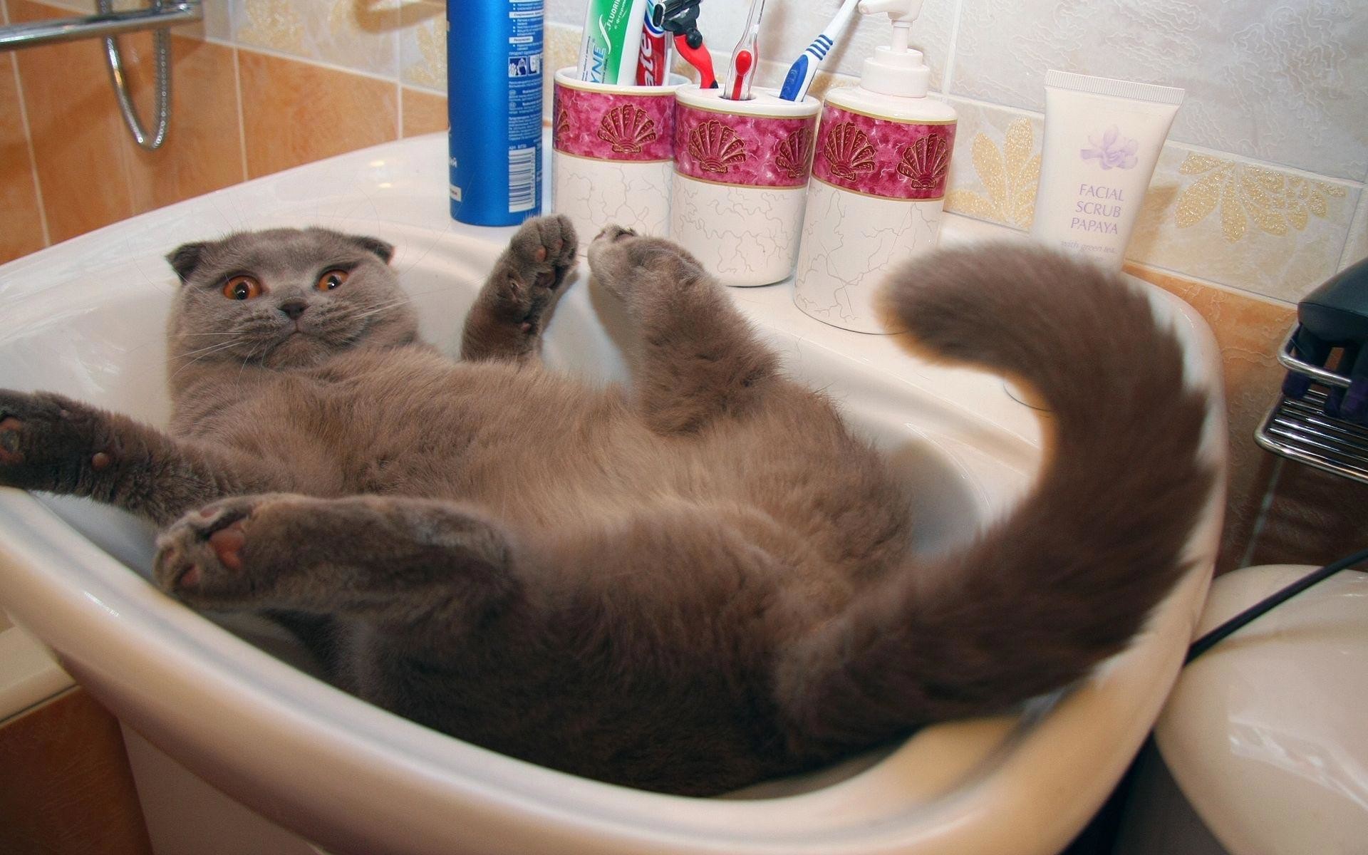 Funny Cat Wallpapers For Desktop 69 Images 