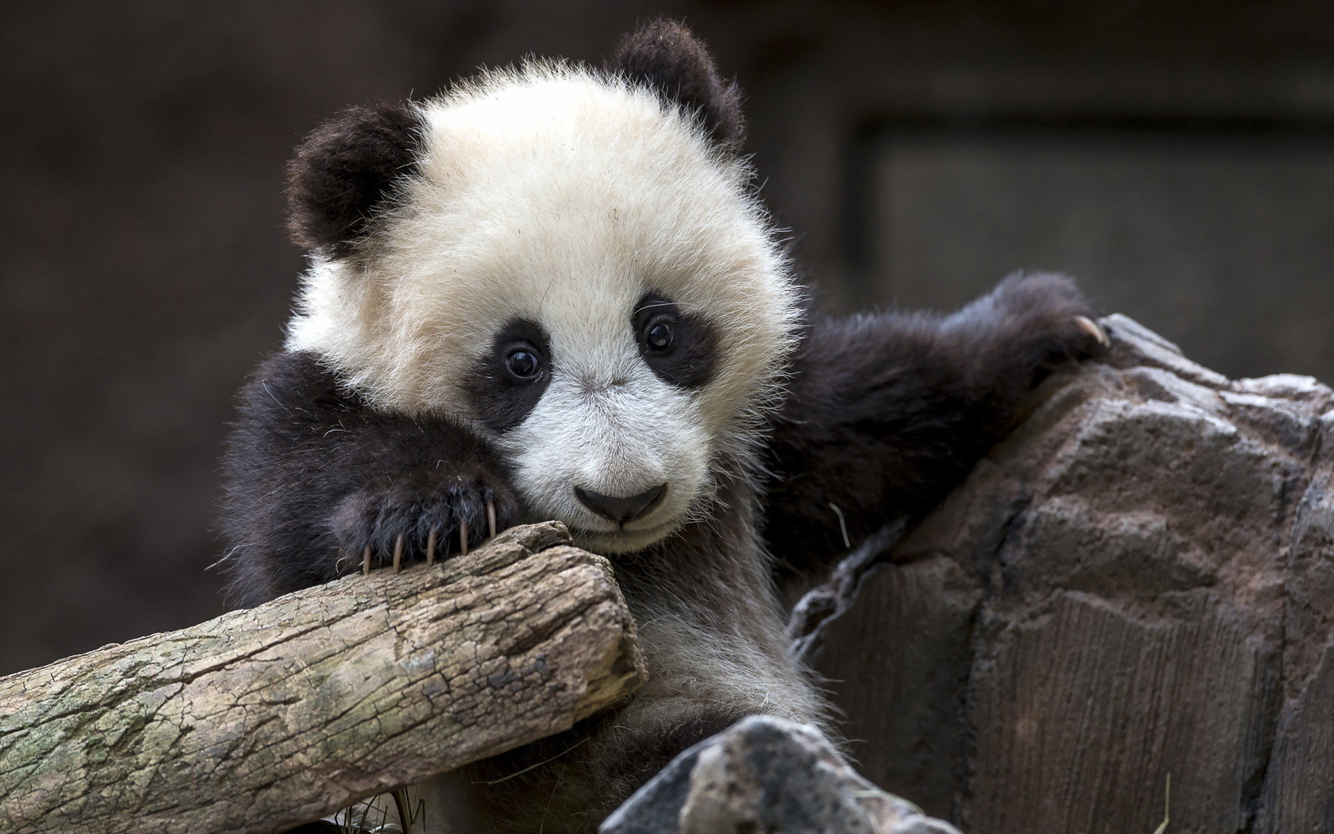 Panda HD Wallpaper 79 Images Panda HD Wallpaper 79 Images