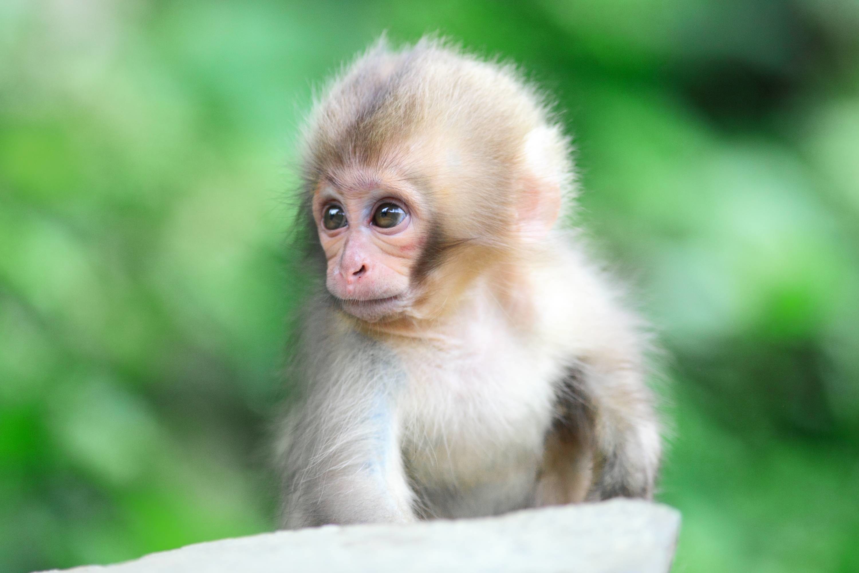Baby Monkey Wallpaper 72 Images Baby Monkey Wallpaper 72 Images