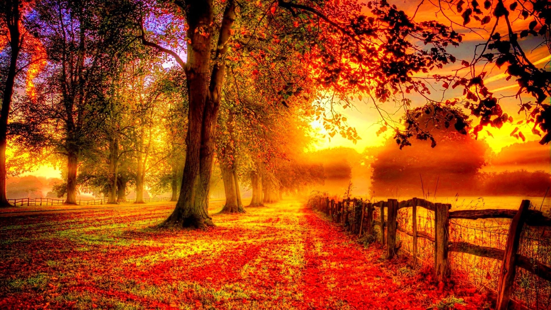 Autumn Tree Wallpaper 61 Images Autumn Tree Wallpaper 61 Images