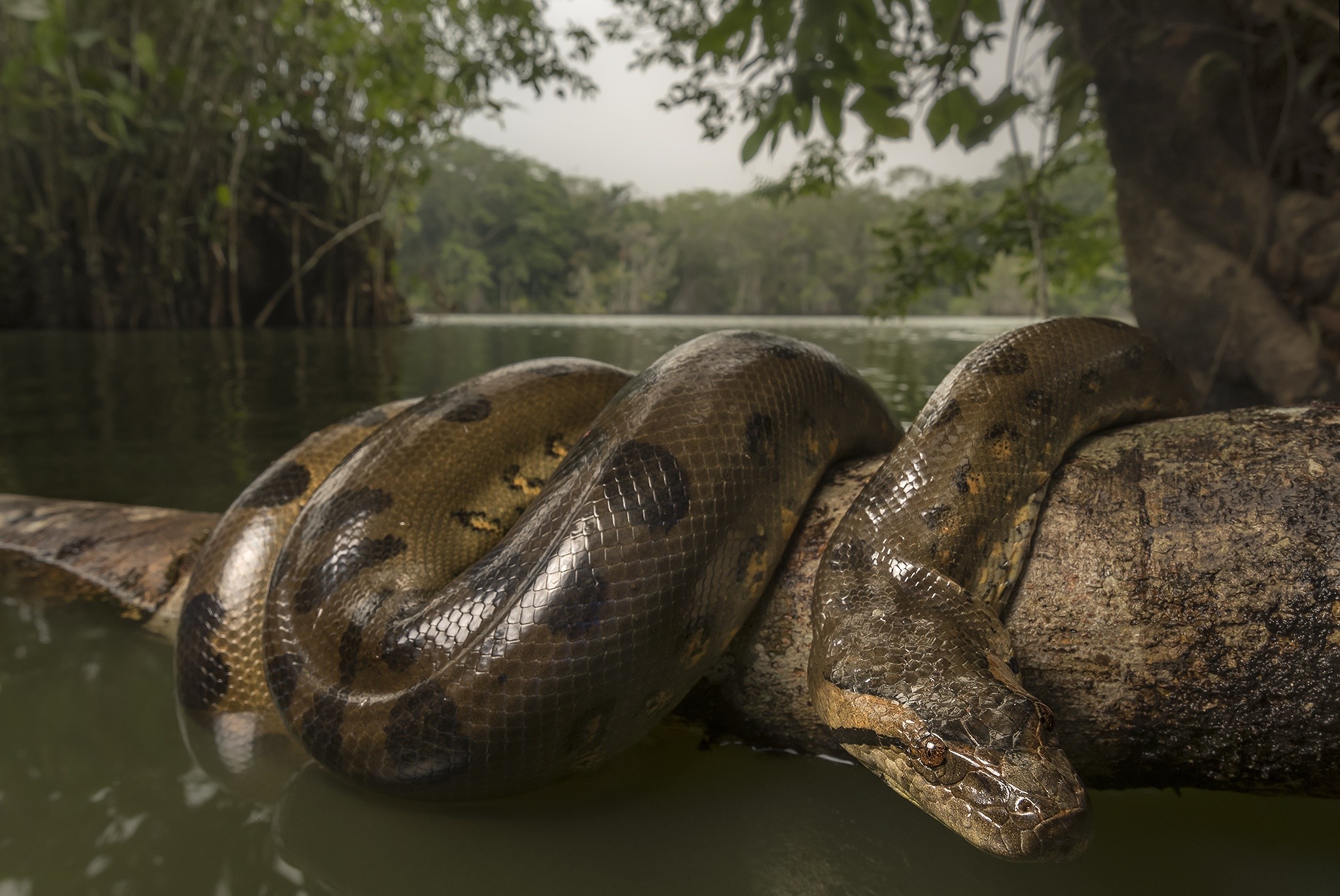 Wallpaper Anaconda 66 Images 