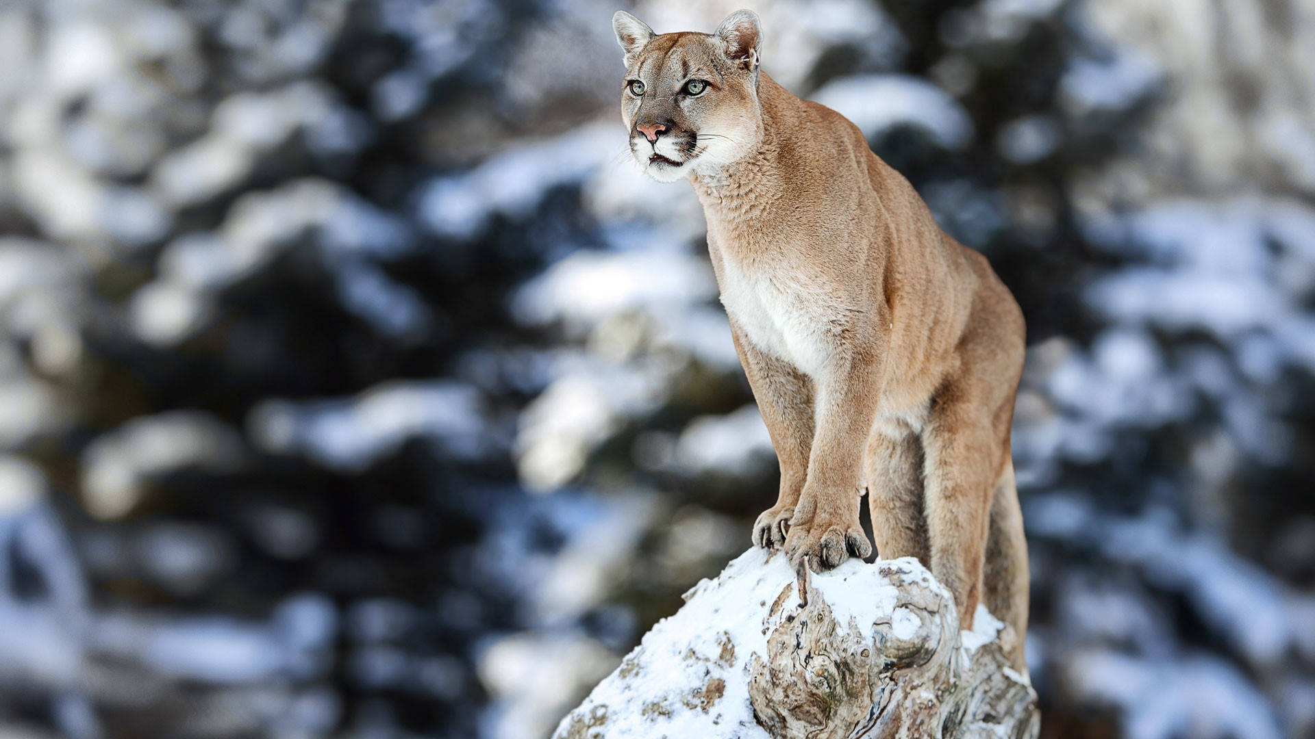 Pumas Wallpaper 62 Images 