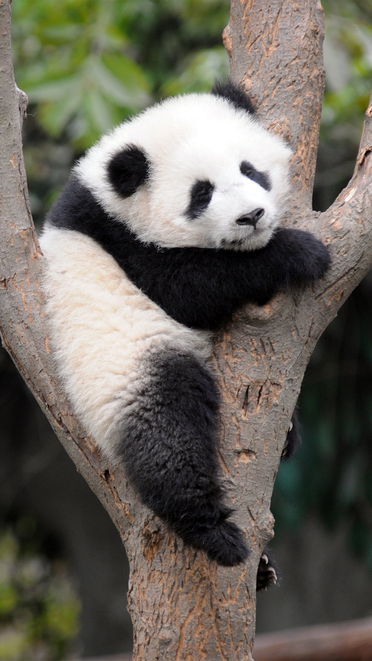 Panda IPhone Wallpaper 82 Images 