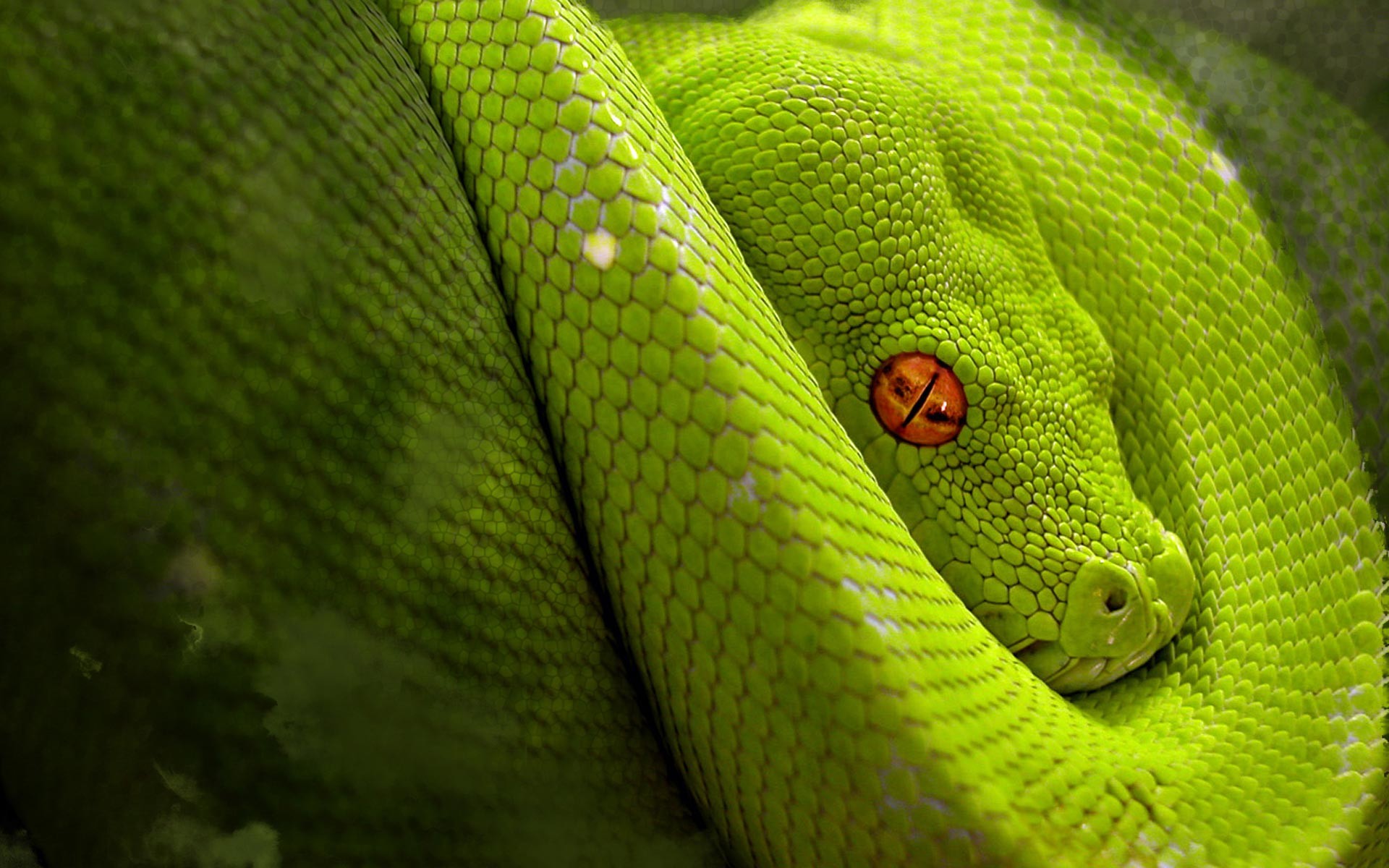 Python Programming Wallpaper 72 Images 