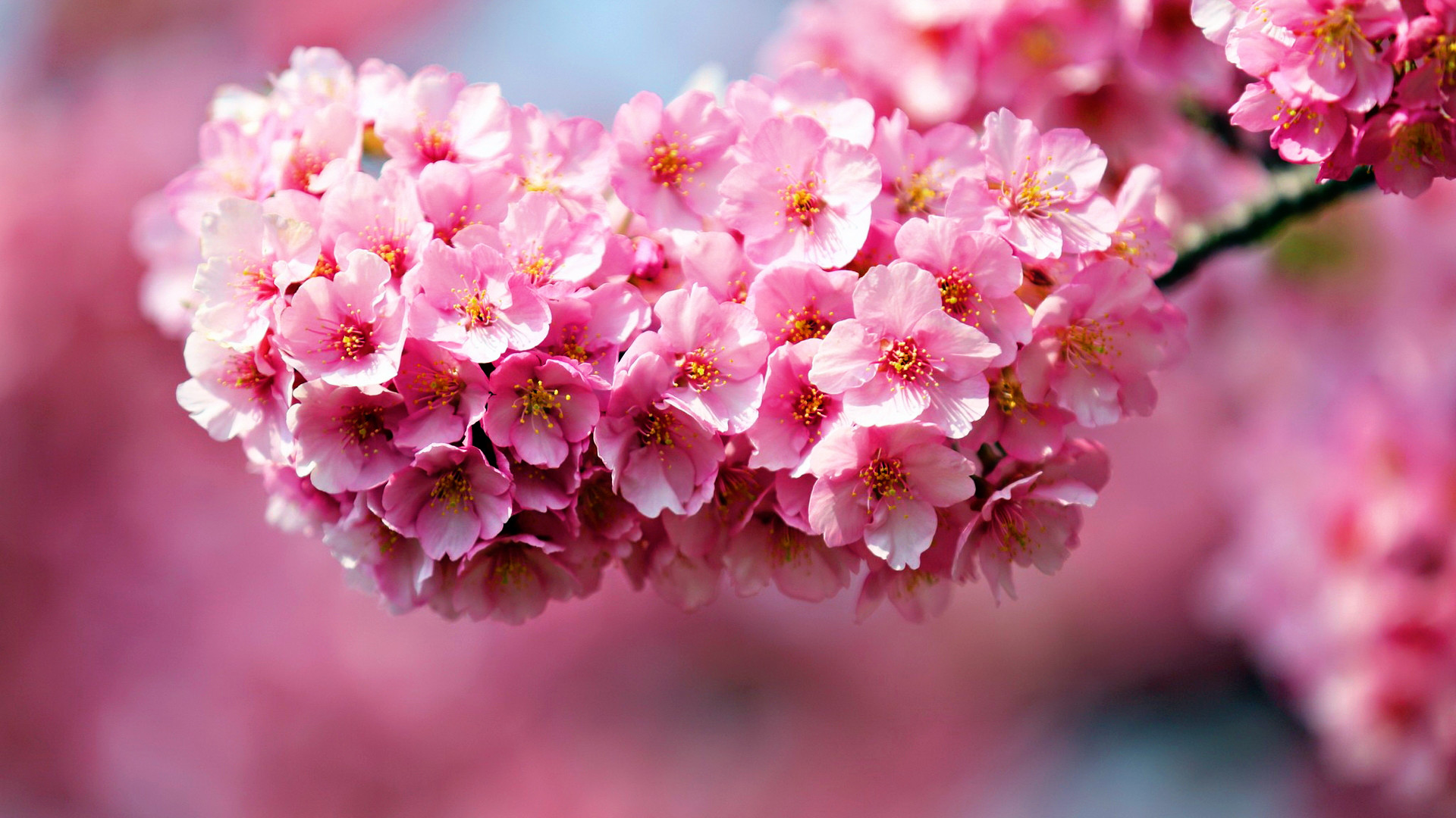 Flower Desktop Backgrounds 60 Images Flower Desktop Backgrounds 60 Images