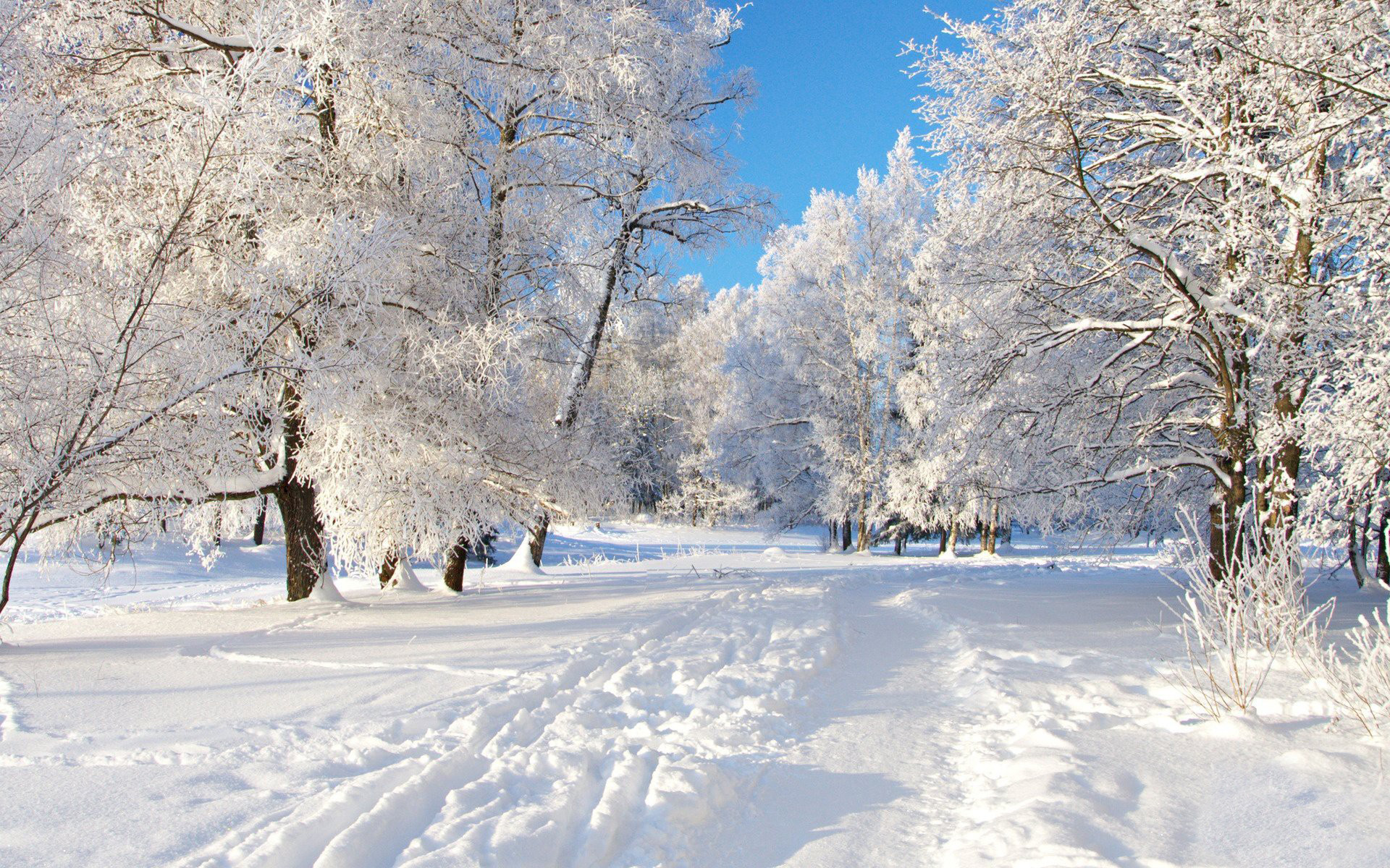 Winter Wonderland Scenes Wallpaper 38 Images 