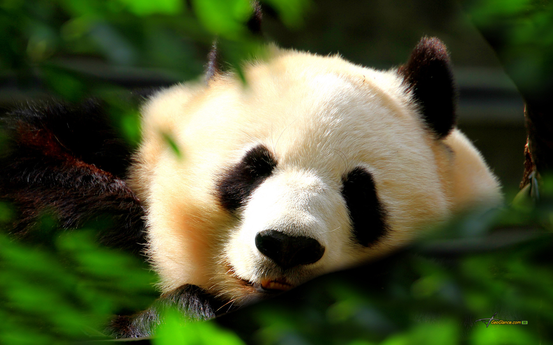 Cute Baby Panda Wallpaper 65 Images 