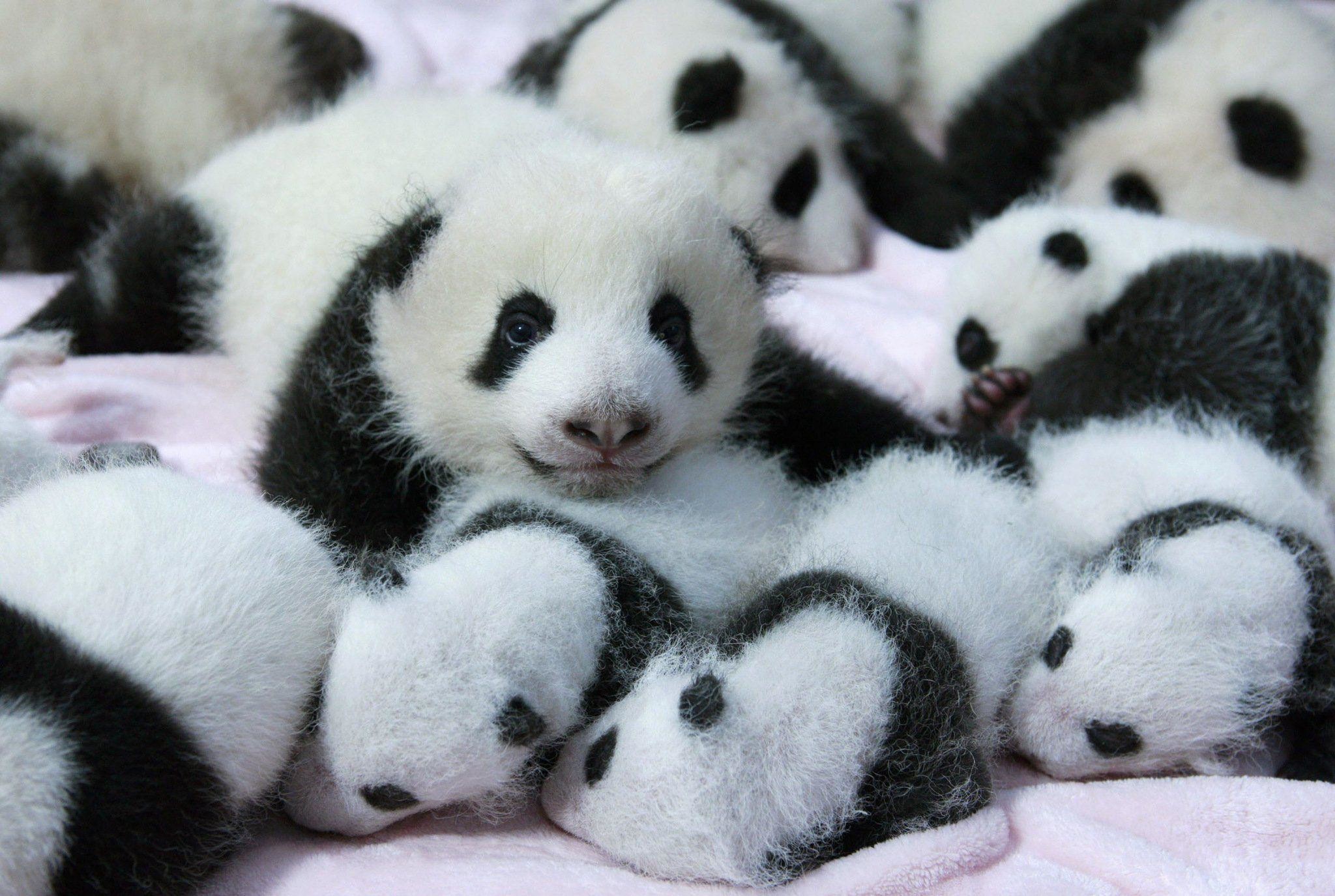 Baby Panda Bear Wallpaper 57 Images Baby Panda Bear Wallpaper 57 Images