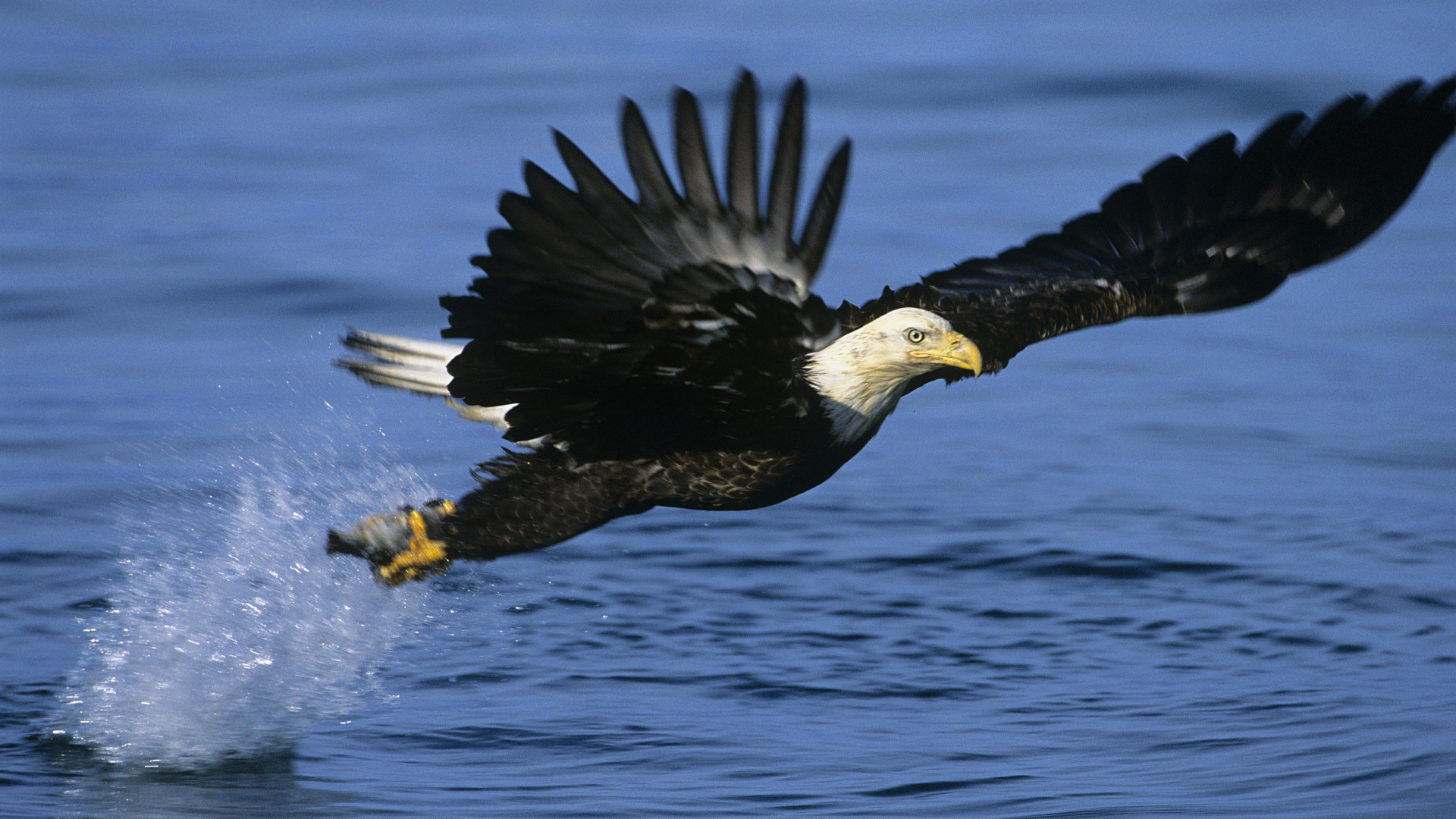 American Eagle Wallpapers 69 Images 