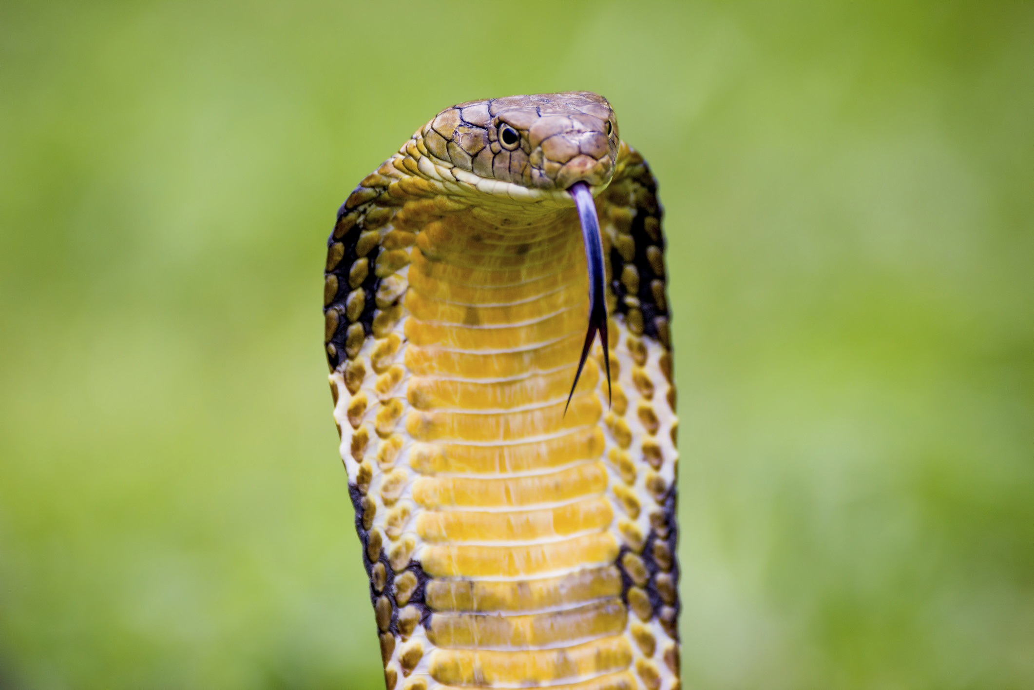 Indian King Cobra Snake Wallpaper 50 Images 