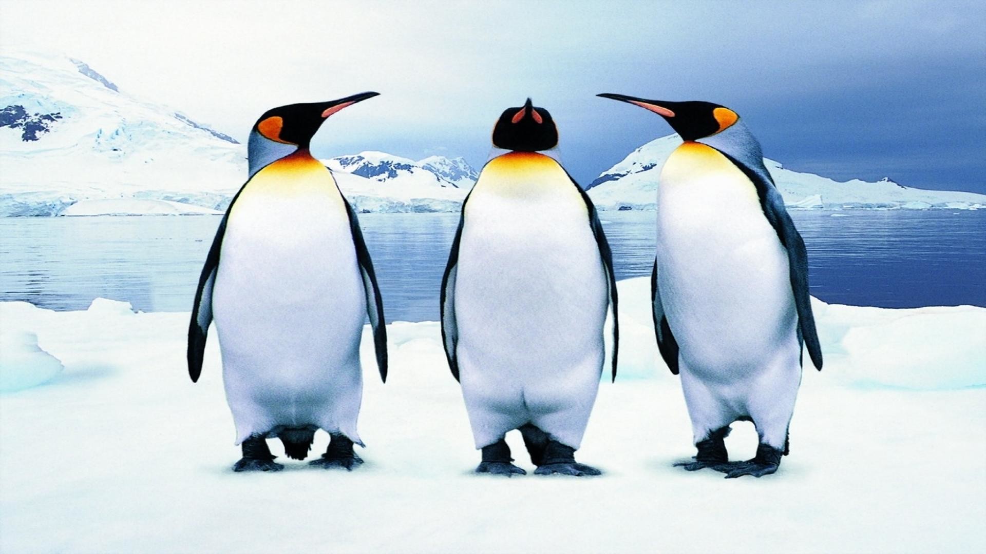 Penguins Desktop Wallpaper 79 Images Penguins Desktop Wallpaper 79 Images