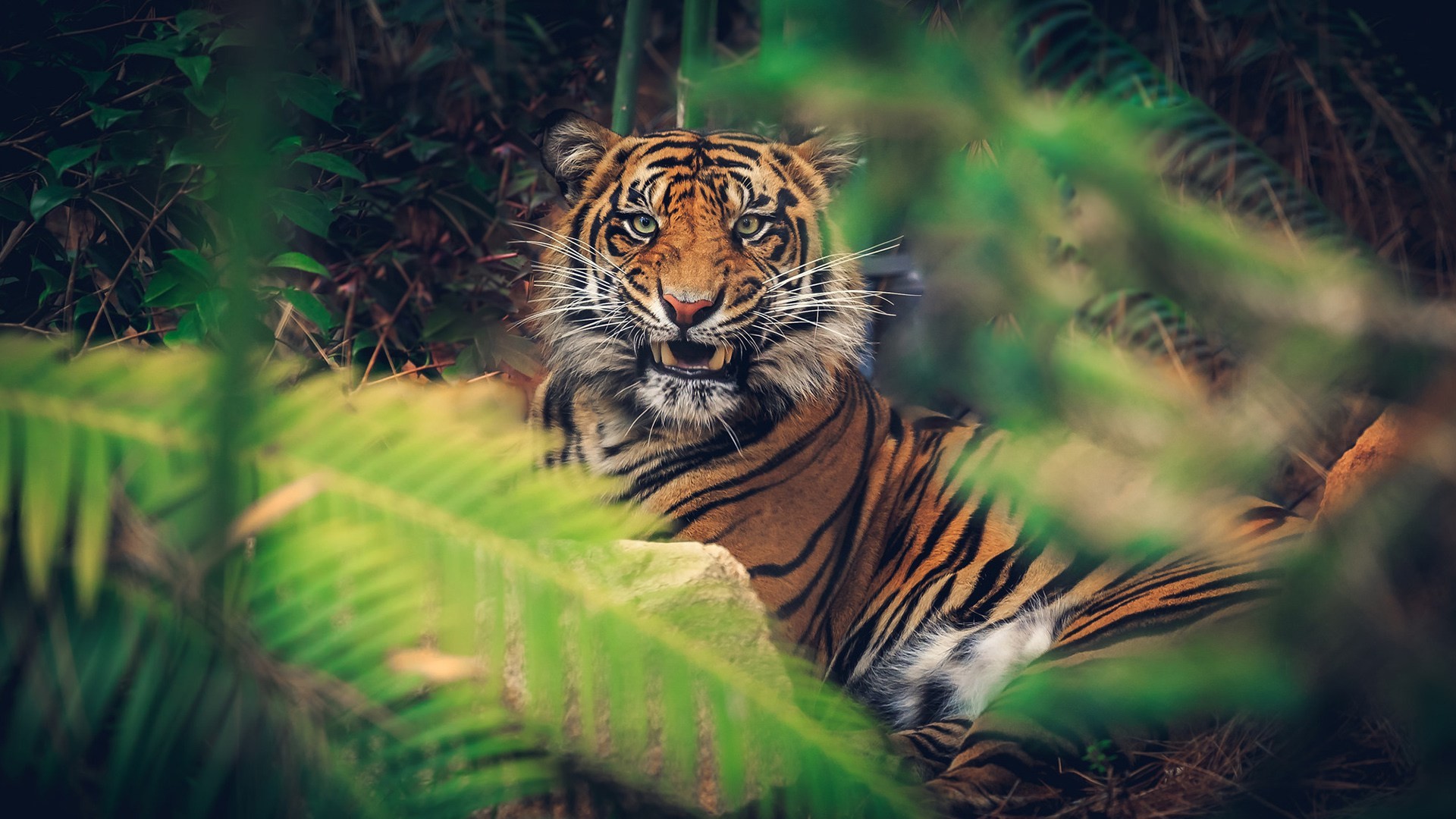 Jungle Animal Wallpaper 49 Images Jungle Animal Wallpaper 49 Images