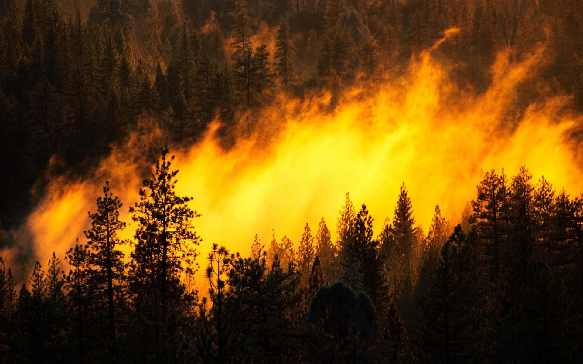 Forest Fire Wallpaper 54 Images Forest Fire Wallpaper 54 Images