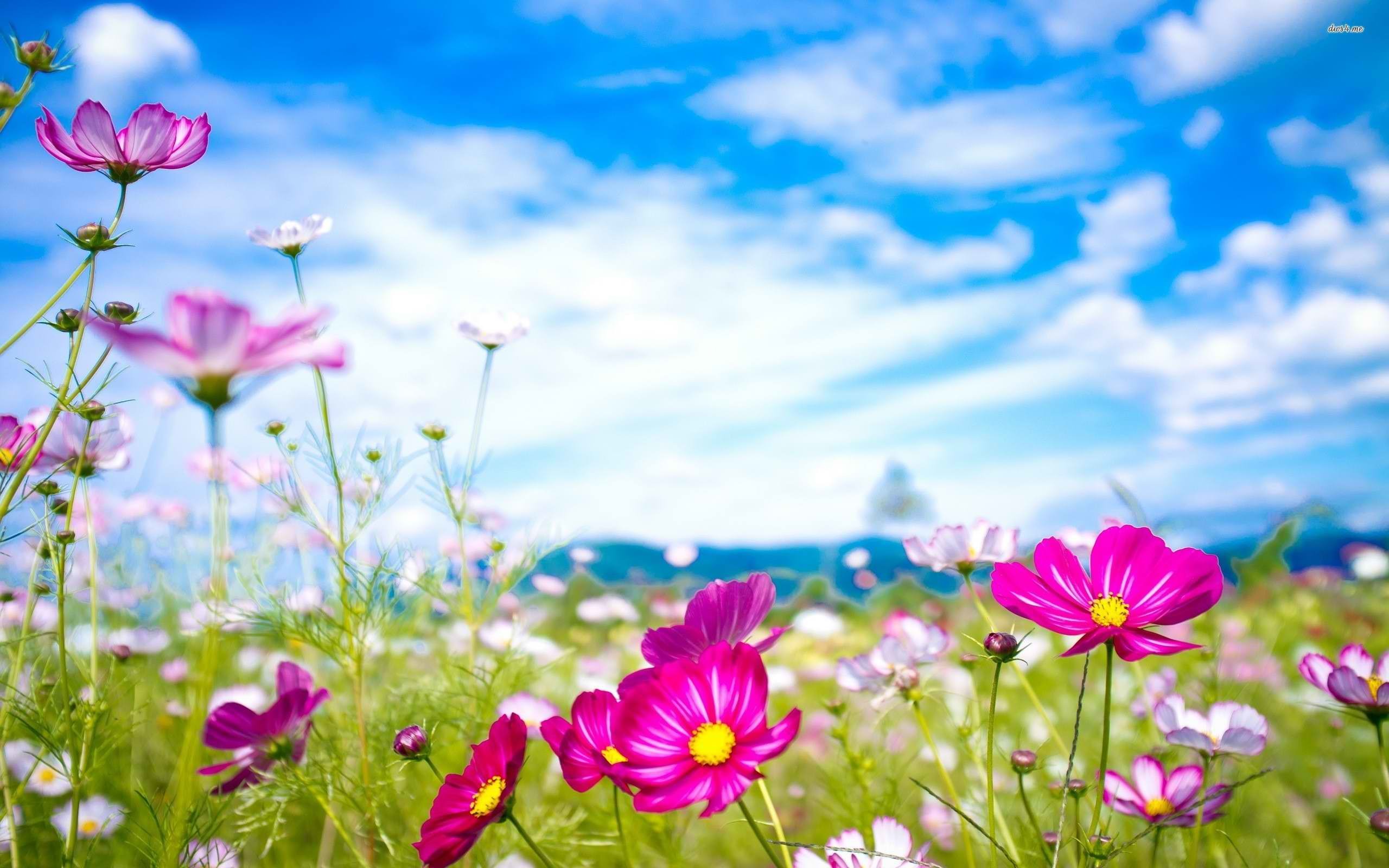 Nature Flower Wallpaper 50 Images Nature Flower Wallpaper 50 Images
