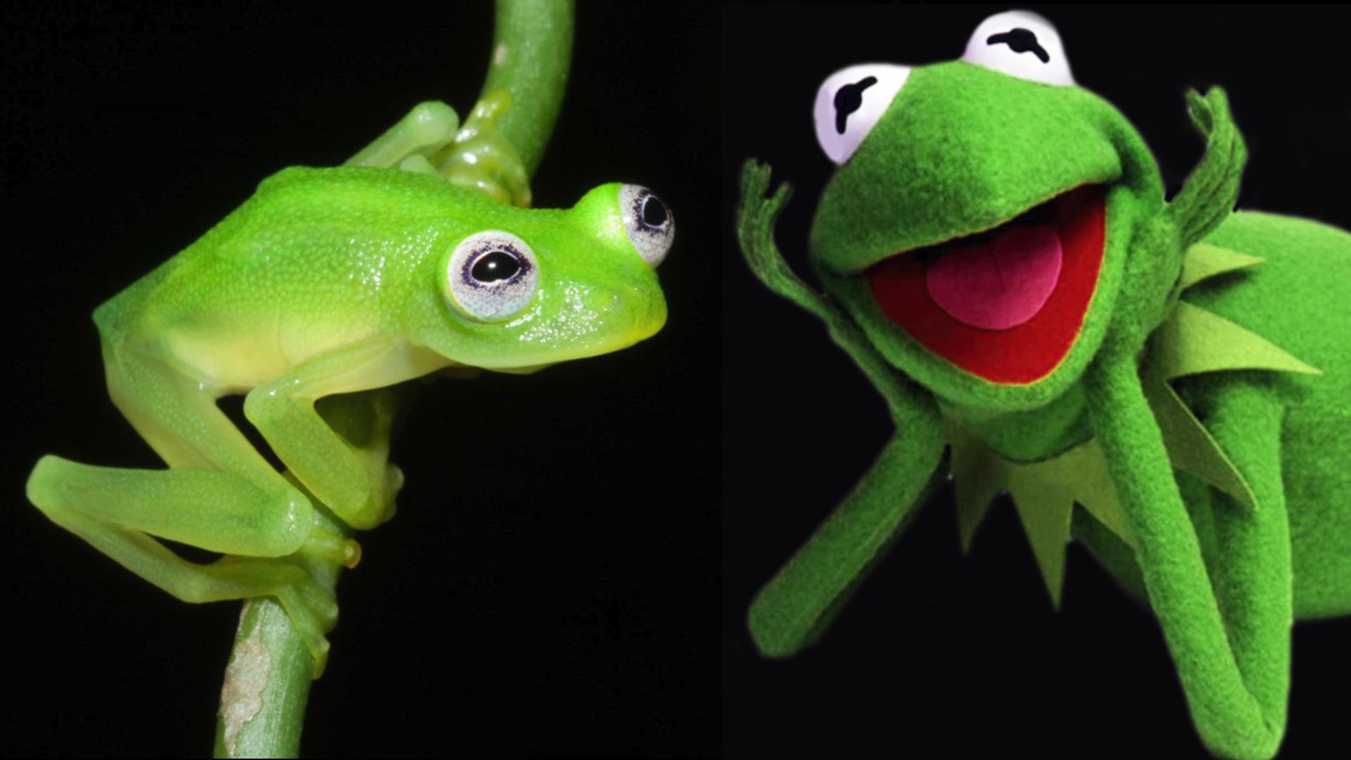 Kermit The Frog Wallpaper For Chromebook Pin On Ji Carisca Wallpaper