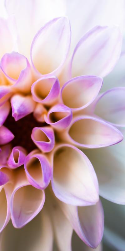 Flower wallpapers - Get Wallpaper